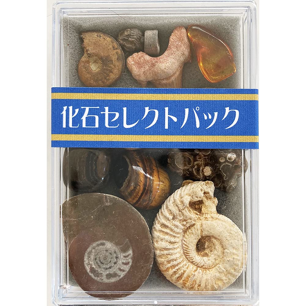 Fossil 12 Types Select Pack From Precambrian to Cenozoic Era Collectio ...